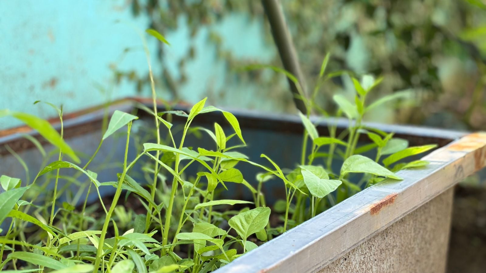 How To Grow And Harvest Spinach In A Month