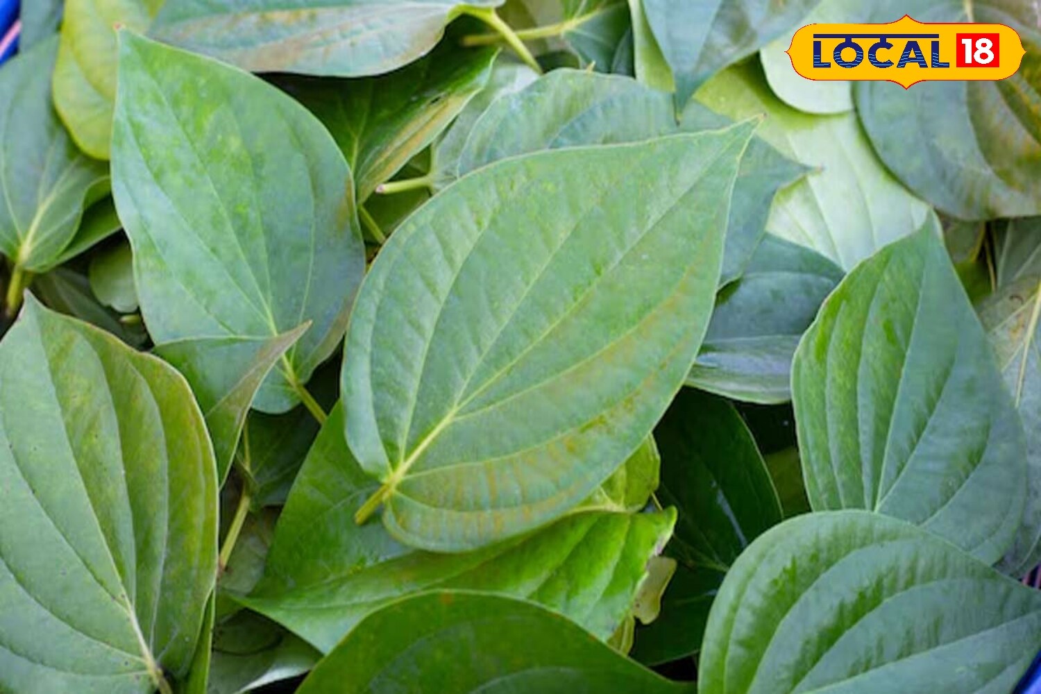 Chew On This: Can Paan Help Cut Your Medicine Bills? Here's What ...