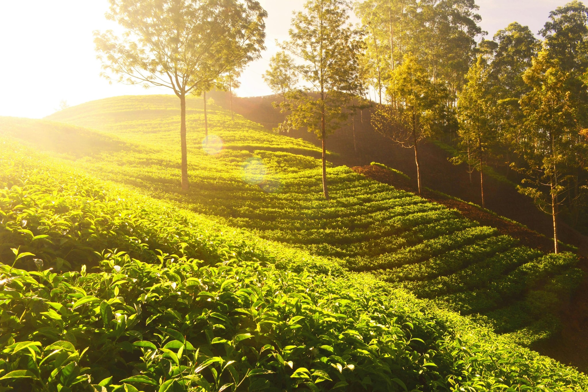 GK: Which City Is Known As The Cardamom City Of India?
