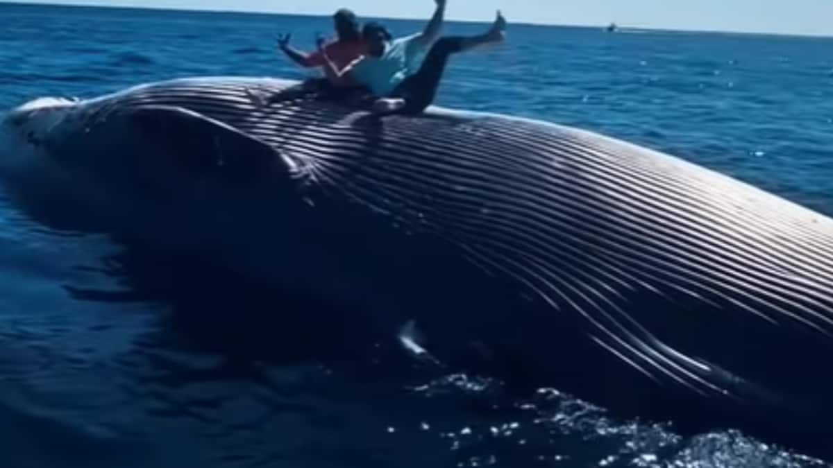 ‘Drunk’ Fishermen Climb Onto Floating Dead Whale, Strike ‘Yo Yo’ Pose ...