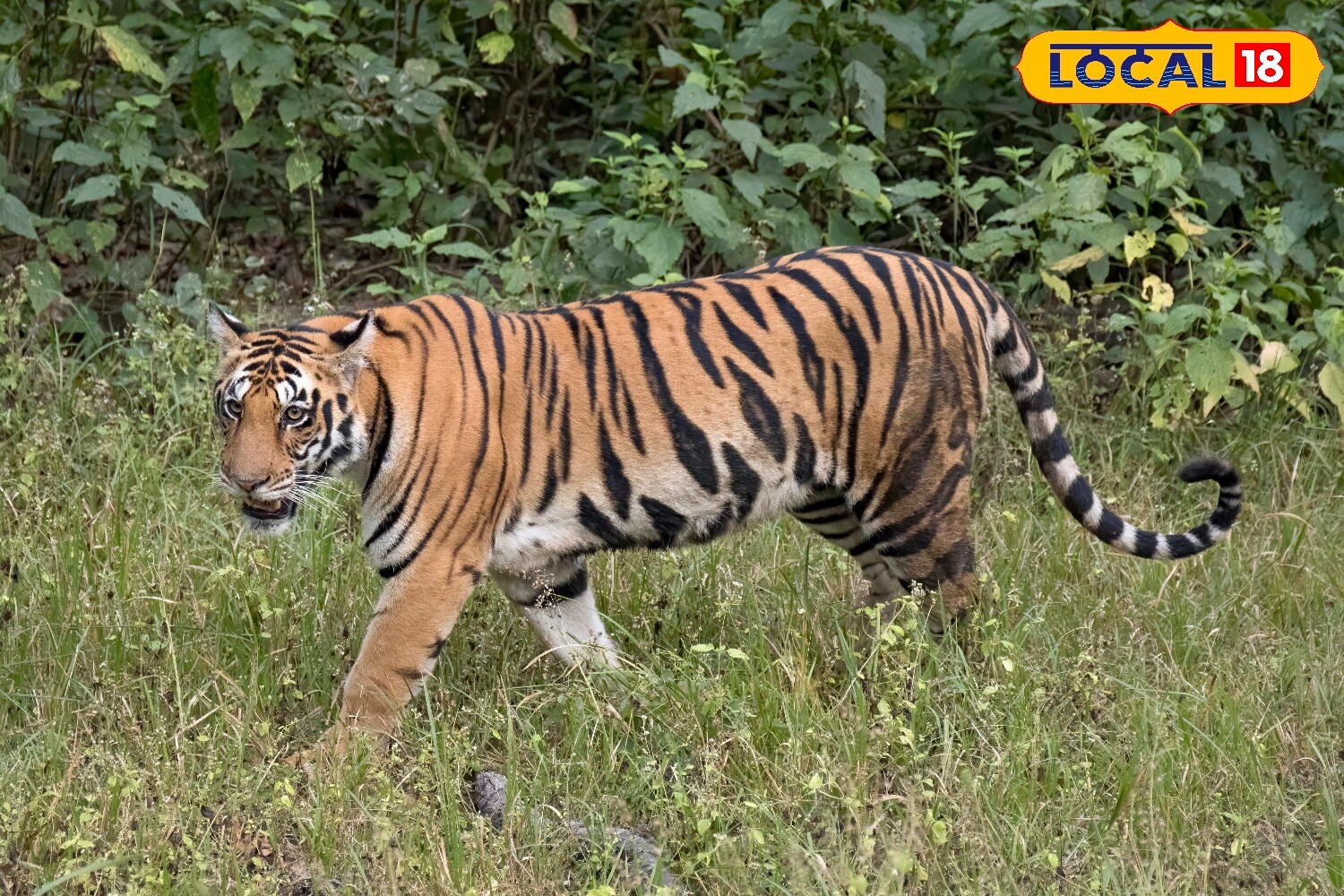 Tiger On The Move: Six Districts On Alert As Big Cat Sparks Fear Across ...