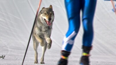 Paws On The Olympic Podium! Czech Wolfdog Crashes Finish Line At Milano ...