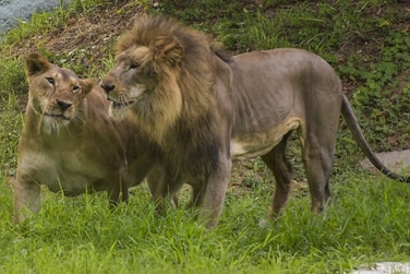 Asiatic Lion News: Latest Asiatic Lion News and Updates at News18