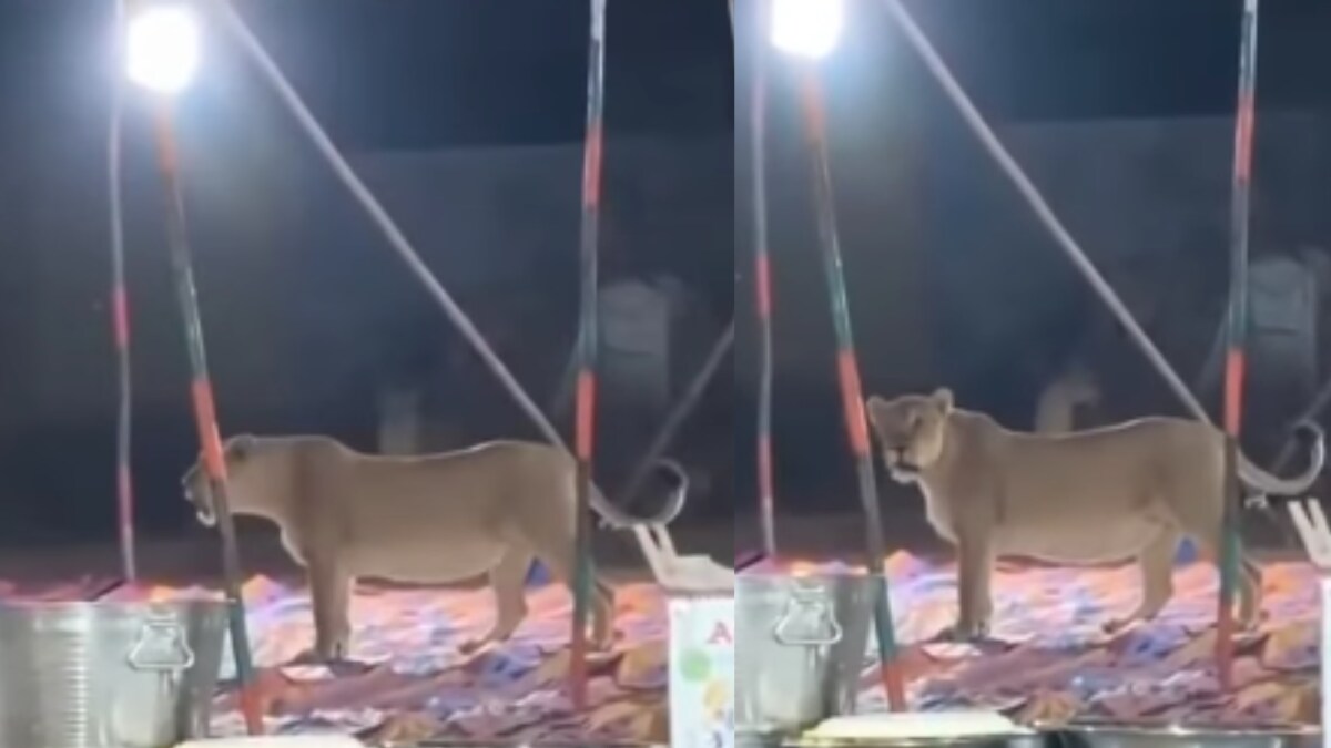 Lions Make Surprise Entry At Gujarat Wedding, ‘Scared’ Guests Record ...