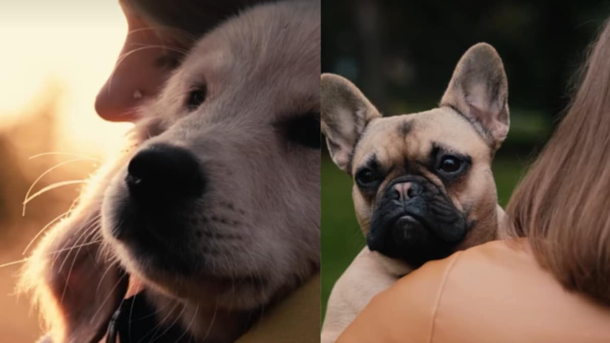 What Seemed Like ‘Playful Licks’ By Her Dog Left 52-Year-Old Woman In ...