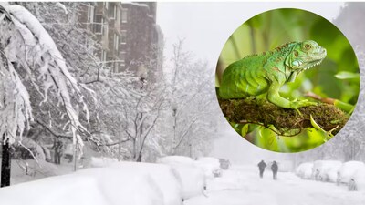 It’s Raining Lizards In The US As Powerful Blast Of Cold Hits After 100 ...