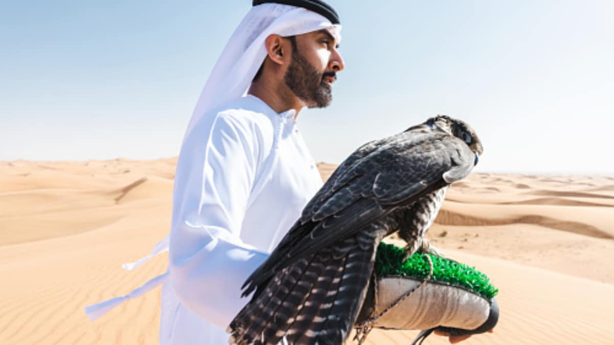 This Country Issues Passports To Falcons, The Reason Will Surprise You ...