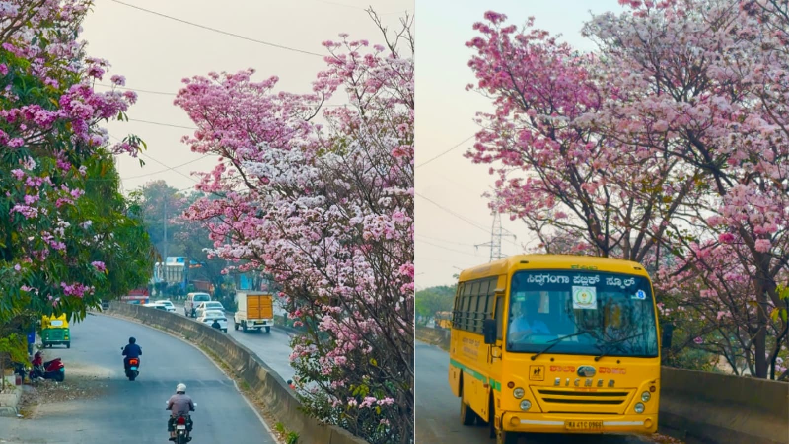 Bengaluru’s Very Own Cherry Blossom Season Is Back, Painting The City ...