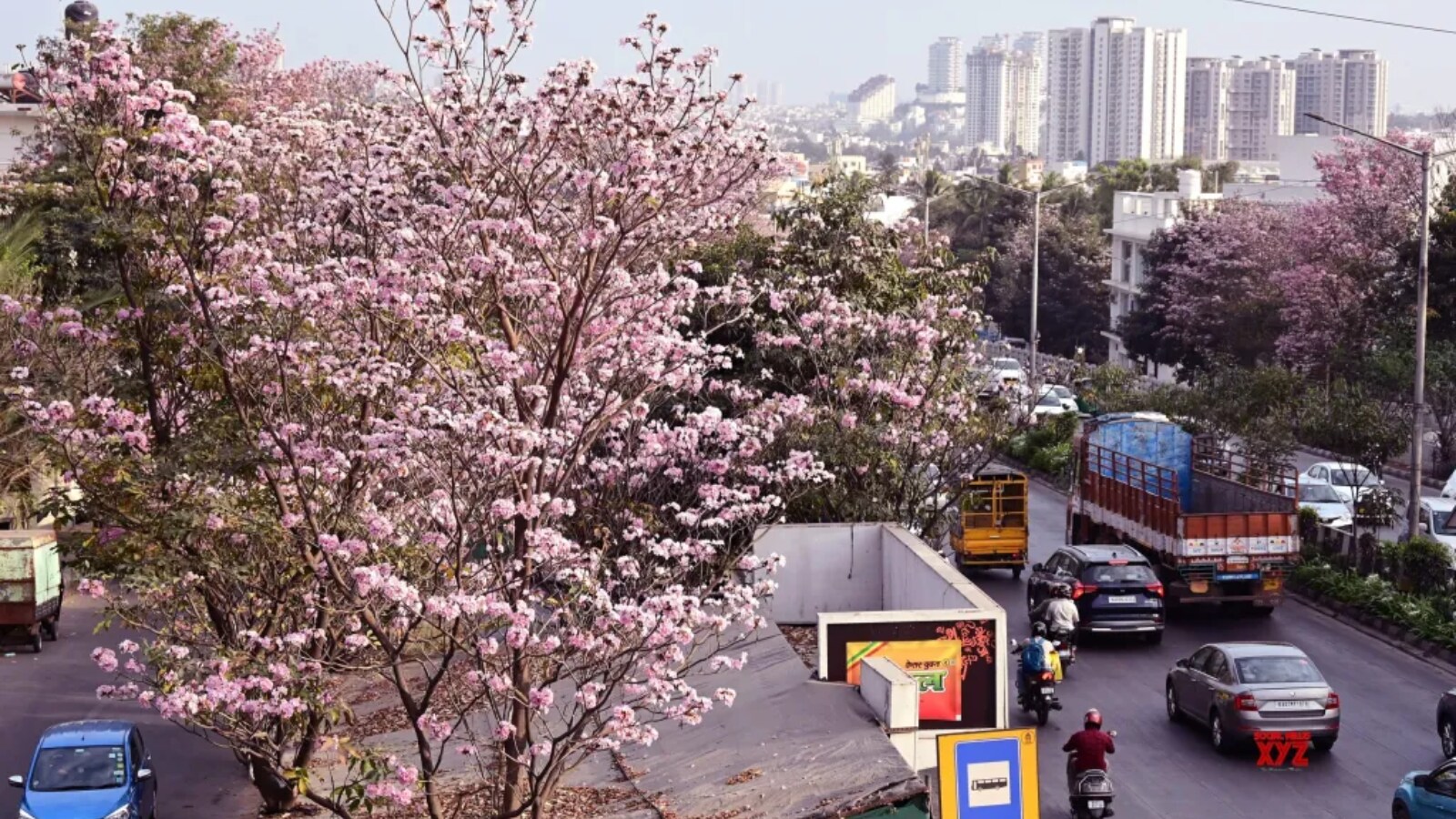 Bengaluru’s Very Own Cherry Blossom Season Is Back, Painting The City ...