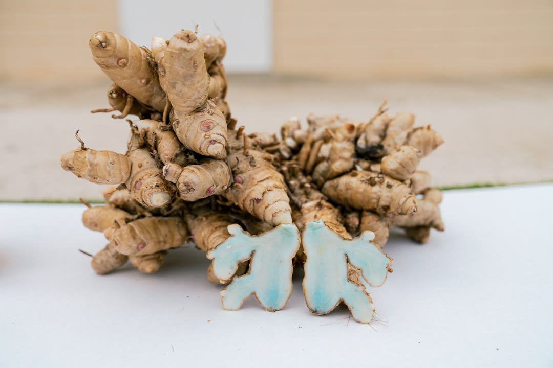 What Is Blue Turmeric? Know Its Health Benefits