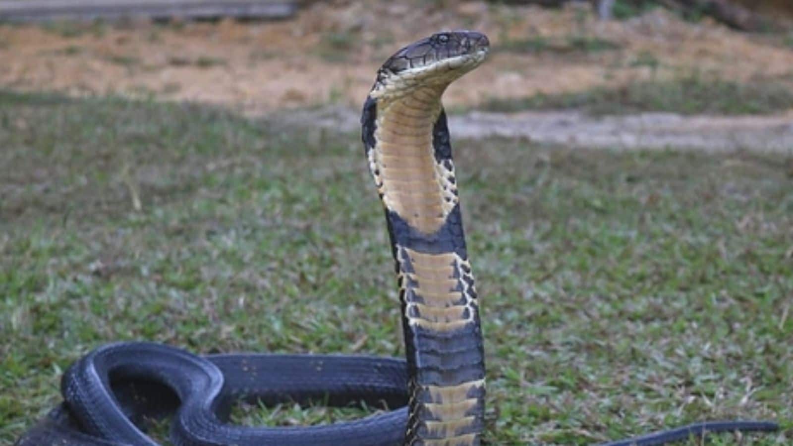 King Cobras Found Travelling In Trains? What You Must Know About Their ...