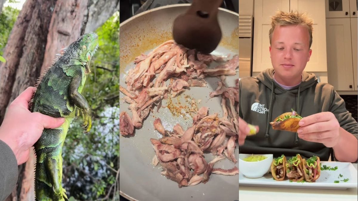Lizard Tacos? Man Turns Winter-Frozen Iguana Into A Crunchy Meal ...