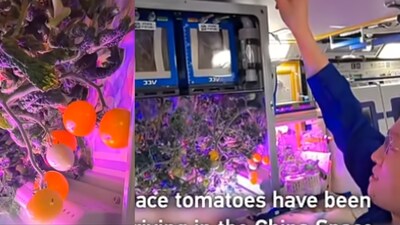 Can You Grow Tomatoes In Space? China Space Station’s Spring Festival ...