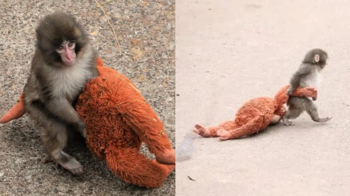 ‘Don’t Feel Sorry For Him’: Punch, The Monkey Is OKAY, Says Japanese ...