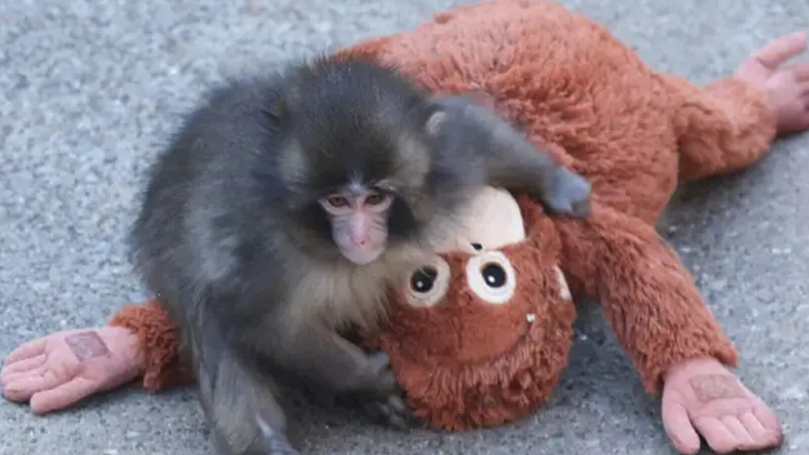 ‘Don’t Feel Sorry For Him’: Punch, The Monkey Is OKAY, Says Japanese ...