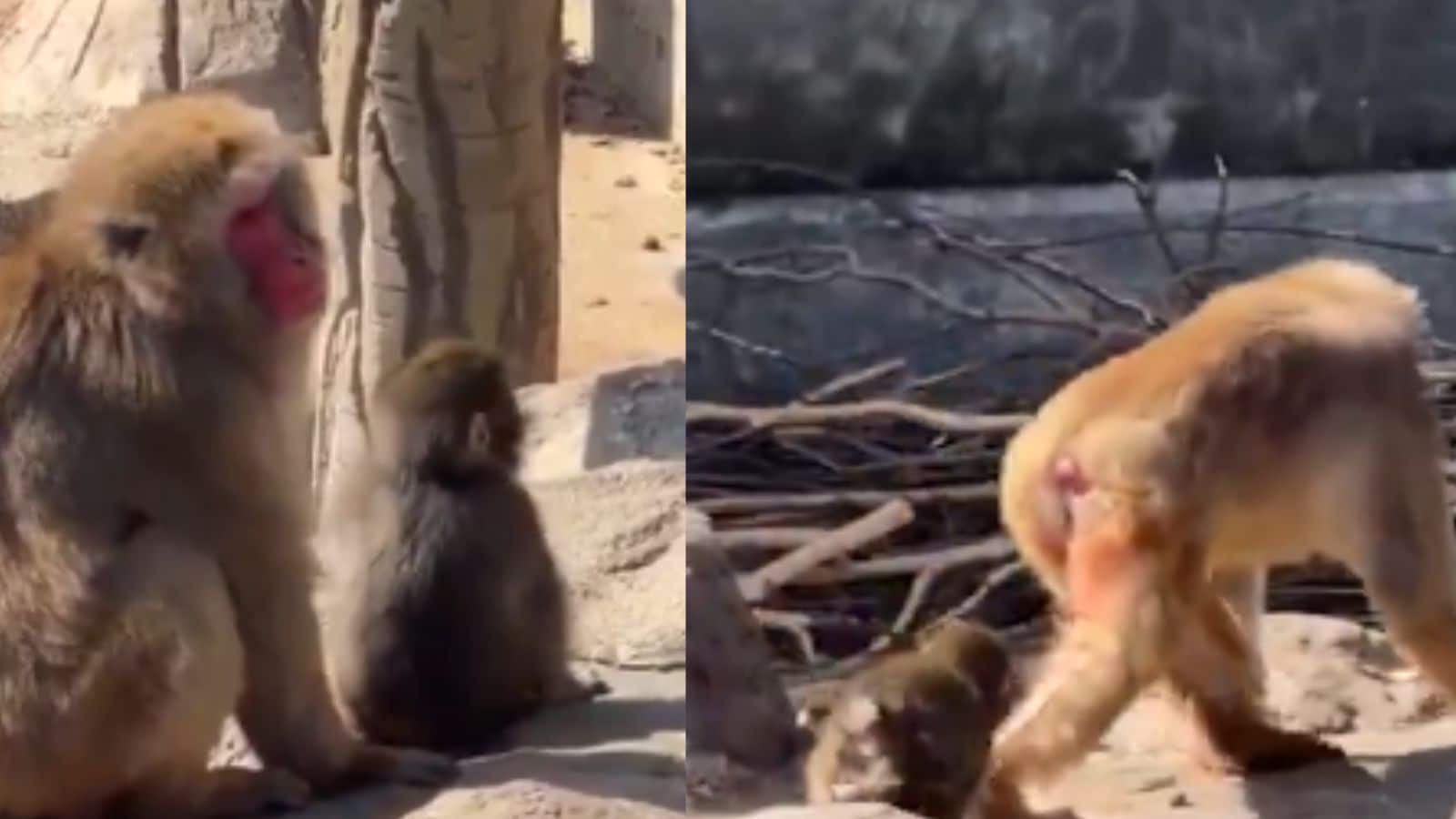 Andhra Village Gripped By Fear: Monkey Attack Kills Woman Amid Growing ...