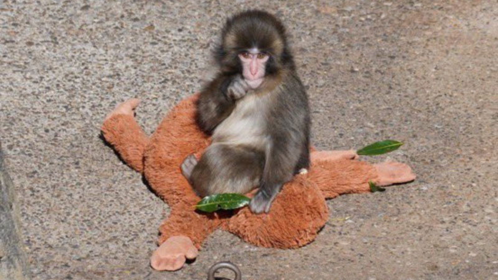 Go Baby Punch! Why Millions Of Us Are Rooting For A Tiny Viral Monkey ...