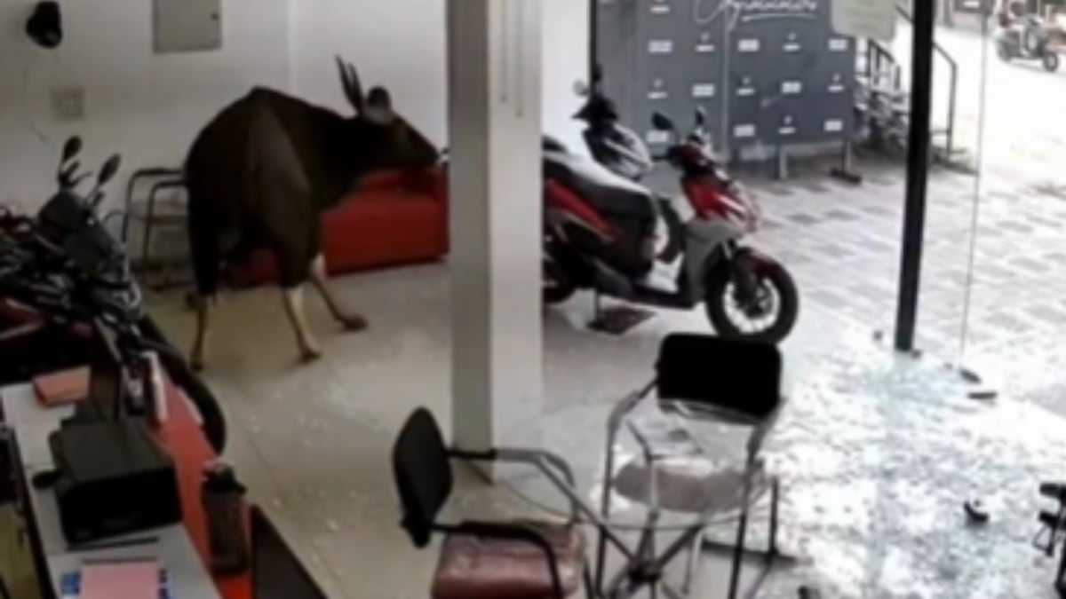 Wild Buffalo Crashes Into Hero Bike Showroom In Kerala: ‘Glass ...
