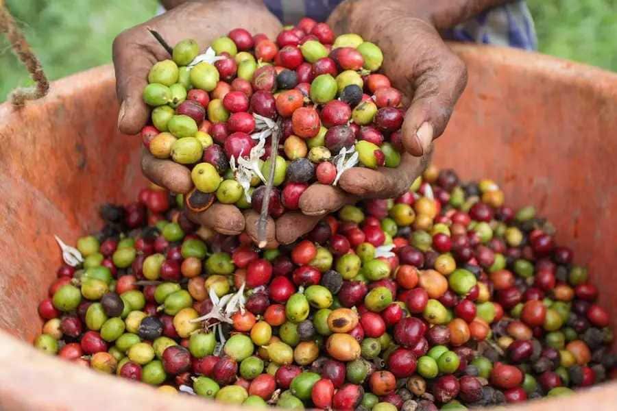 India AI Impact Summit 2026 Showcases Bharat GI Coffee Lounge in Delhi