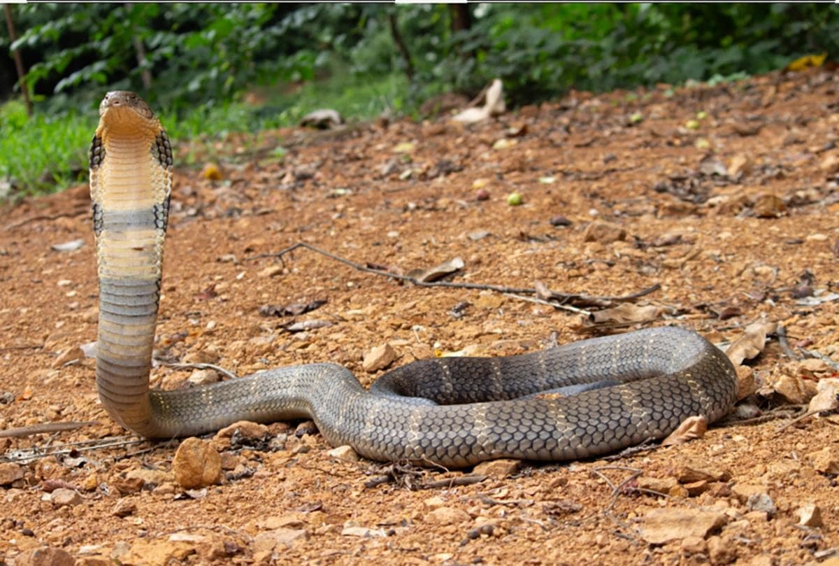 King Cobras Found Travelling In Trains? What You Must Know About Their ...