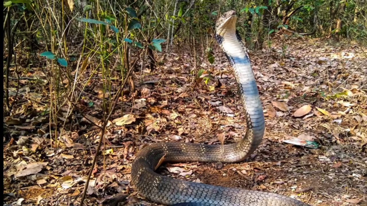 King Cobras Found Travelling In Trains? What You Must Know About Their ...