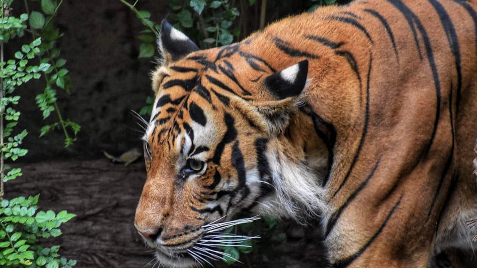 This Animal Has A Spiky Tongue That Can Make You Bleed With A Single Lick
