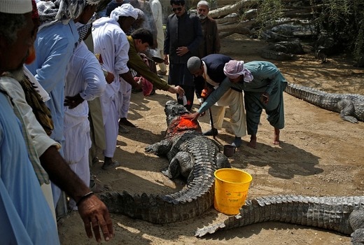 This Holy Shrine Is Home To 200 Crocodiles. Devotees Feed Them Halwa ...