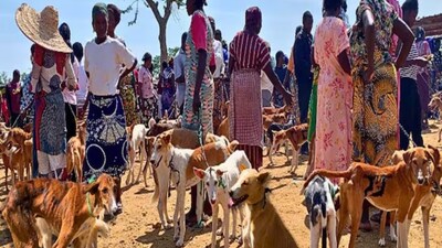 This Is The Biggest Dog Meat Market Where Buyers Can Choose Alive Or ...