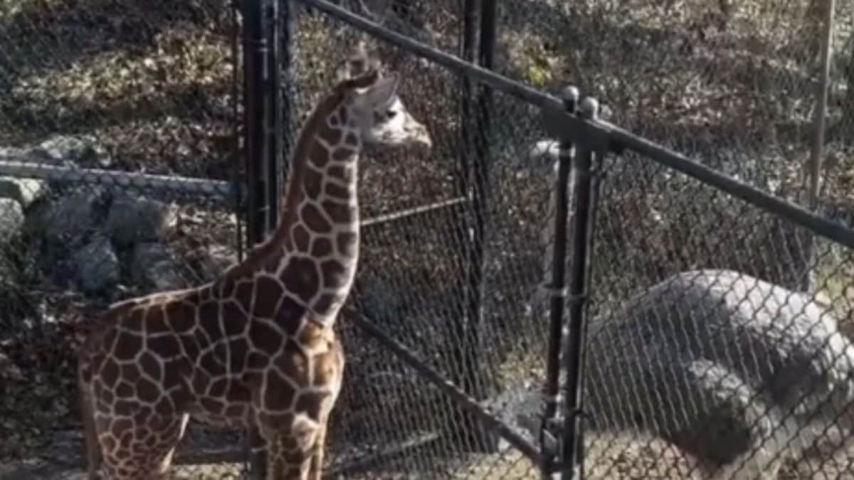 Baby Giraffe and Ostrich’s Adorable ‘Staring Contest’ at Memphis Zoo ...