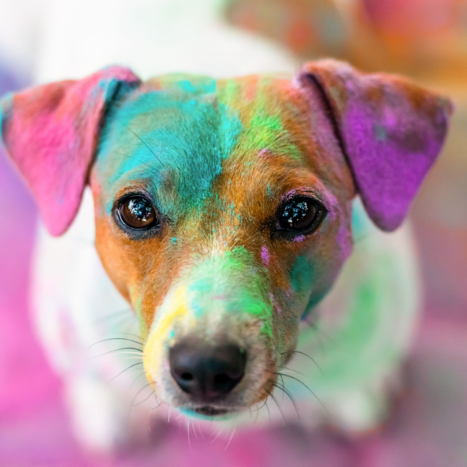 Holi 2026 Safety Tips: Protect Kids, Seniors And Pets From Colours ...