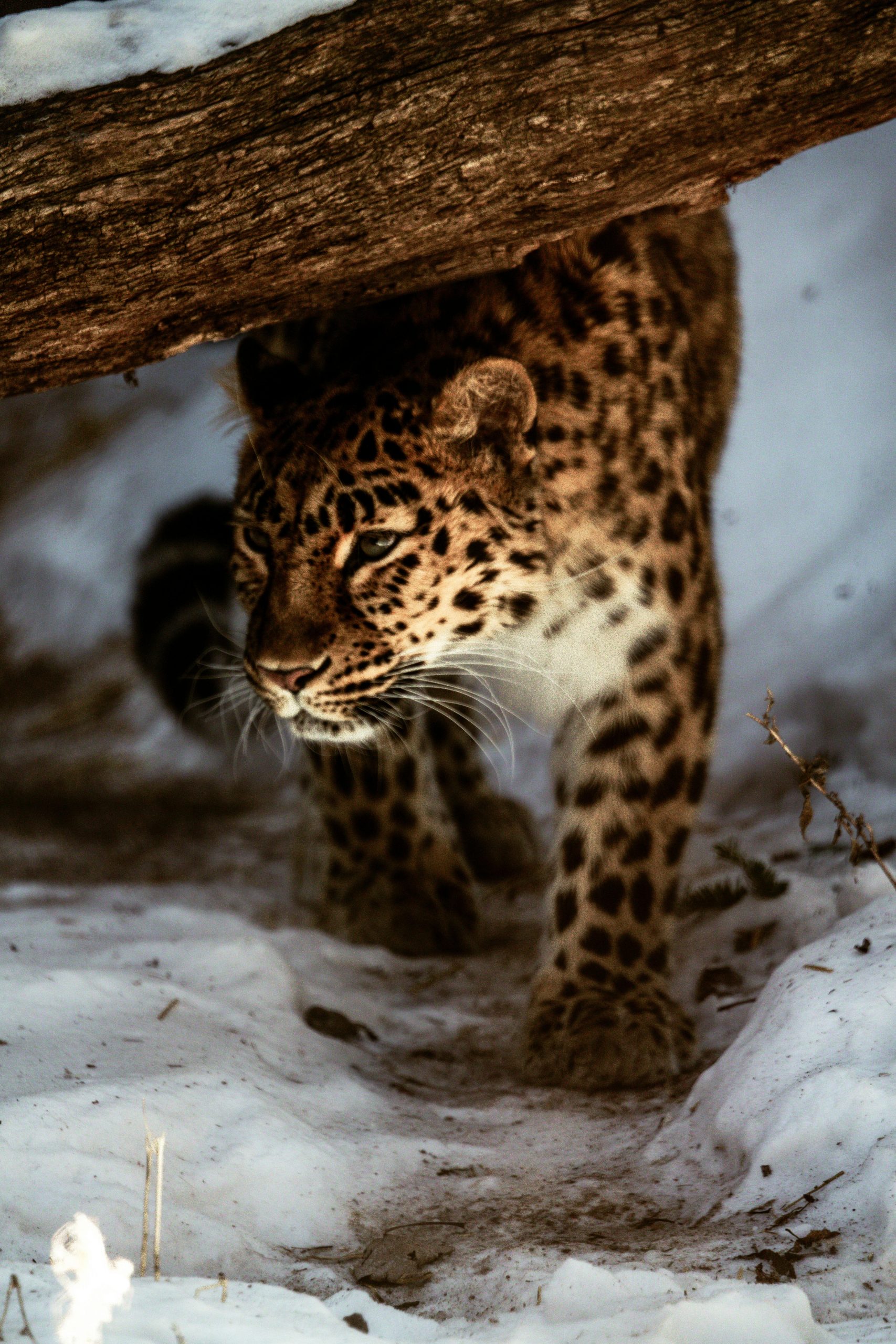 8 Places To Spot Snow Leopards In India