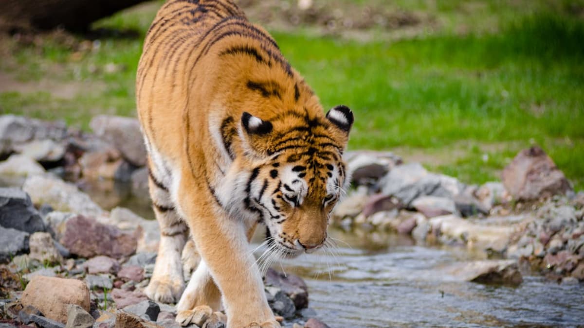 This Animal Has A Spiky Tongue That Can Make You Bleed With A Single Lick
