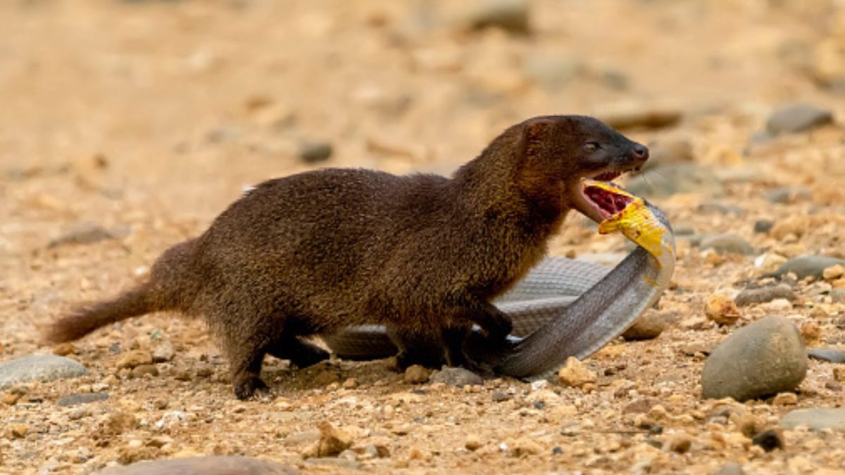 Snake vs Mongoose: The High-Speed Battle Of Venom, Instinct And ...