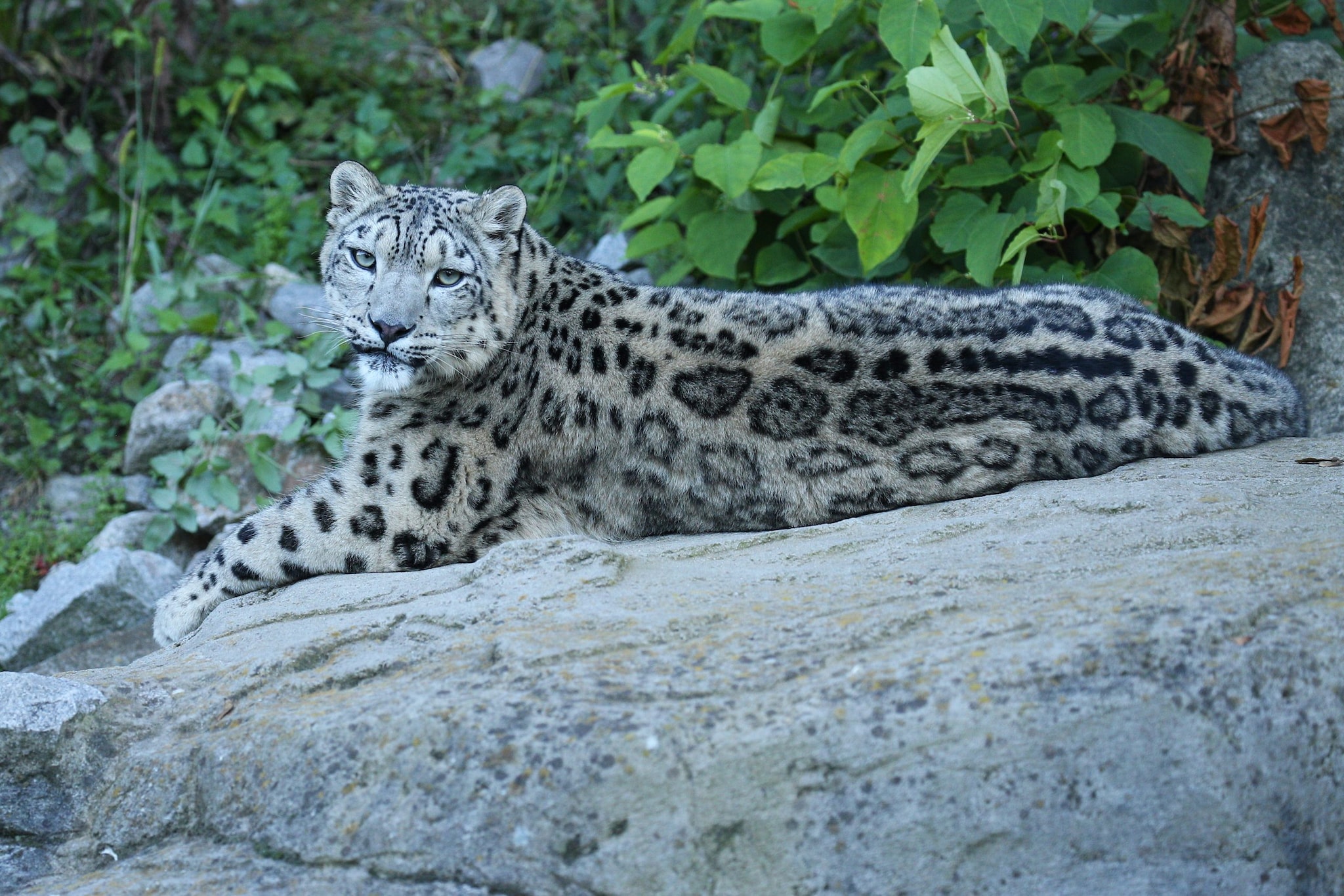 8 Places To Spot Snow Leopards In India