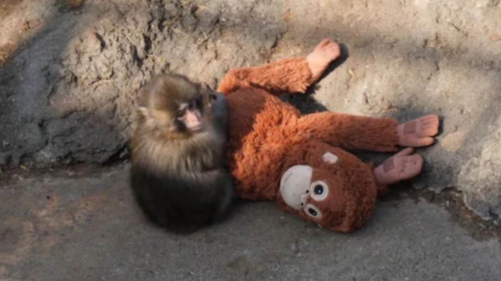 The Story Of Punch The Monkey: Why Do Animal Mothers Abandon Their Babies