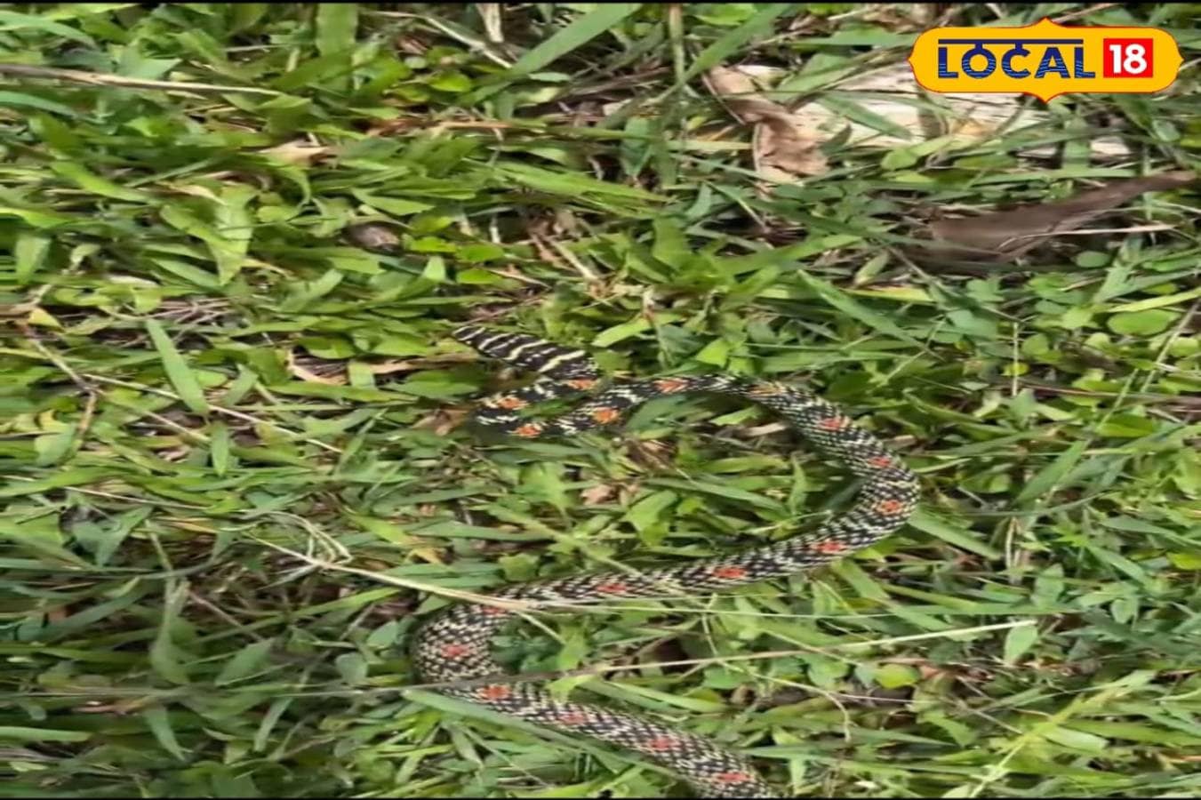 The ‘Flying Cobra’ Myth: What You Should Know About The World Of Ornate ...