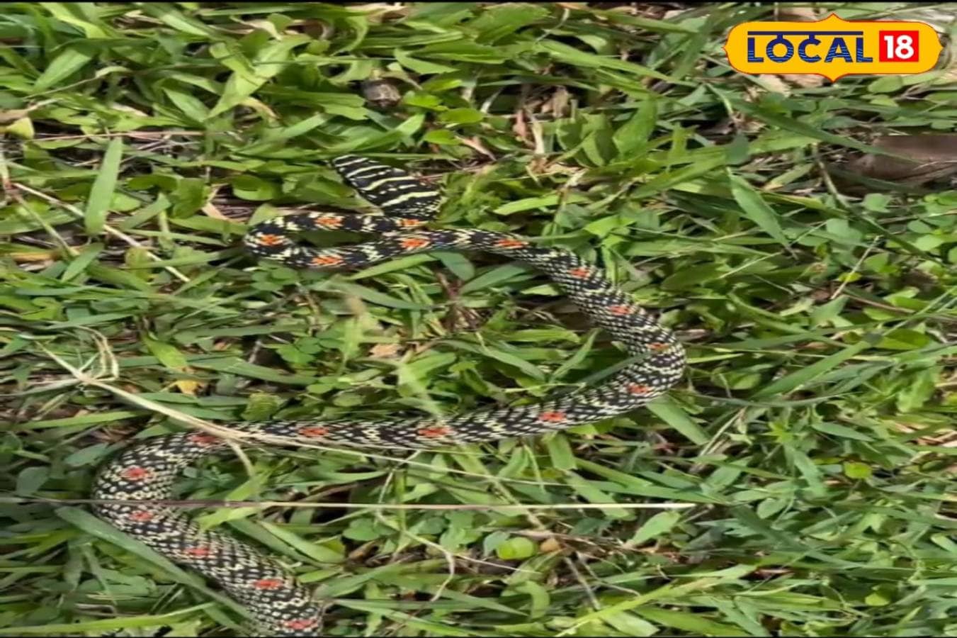 The ‘Flying Cobra’ Myth: What You Should Know About The World Of Ornate ...