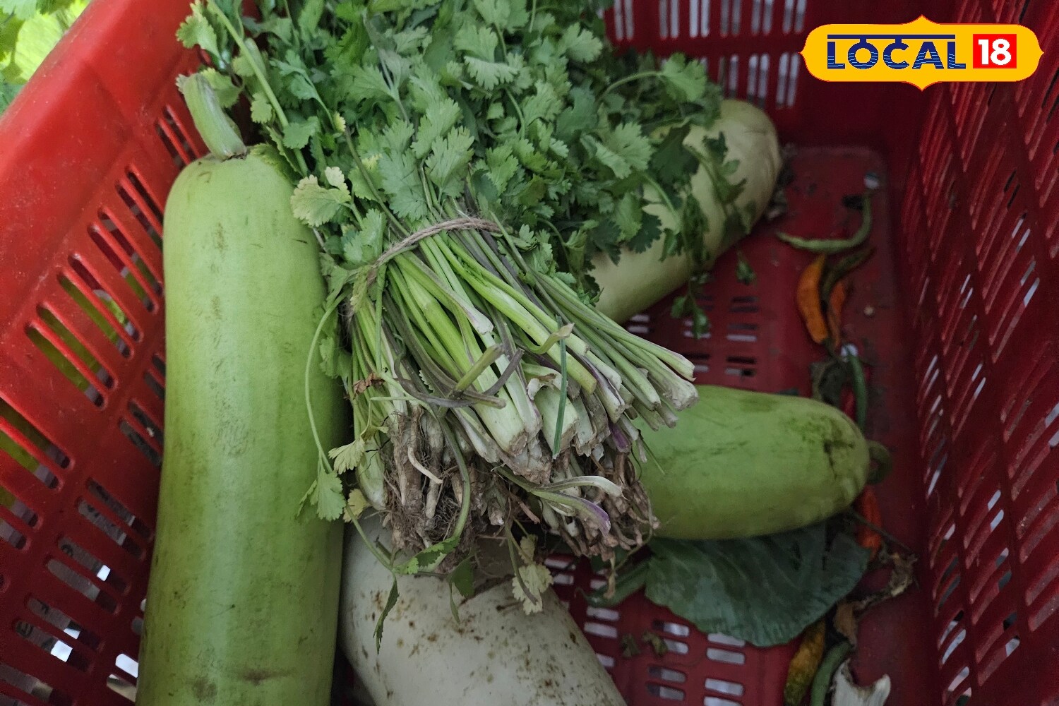 Vegetables Rotting Too Fast In Summer? Try These Simple Kitchen Hacks ...