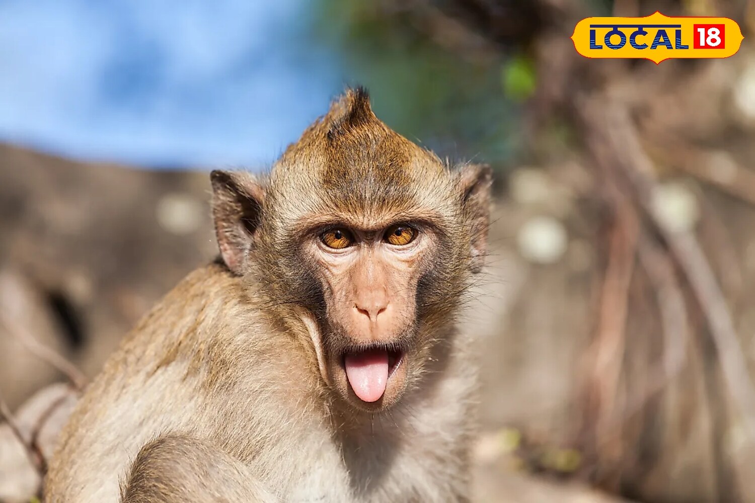 Andhra Village Gripped By Fear: Monkey Attack Kills Woman Amid Growing ...