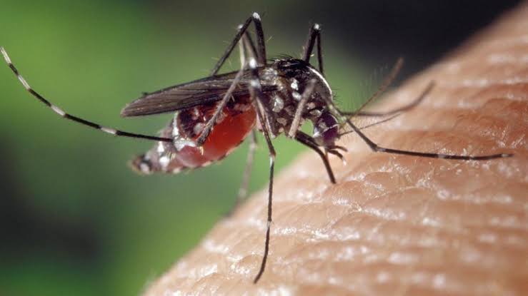 Google Plans To Release 64 Million Mosquitoes Infected With Wolbachia ...