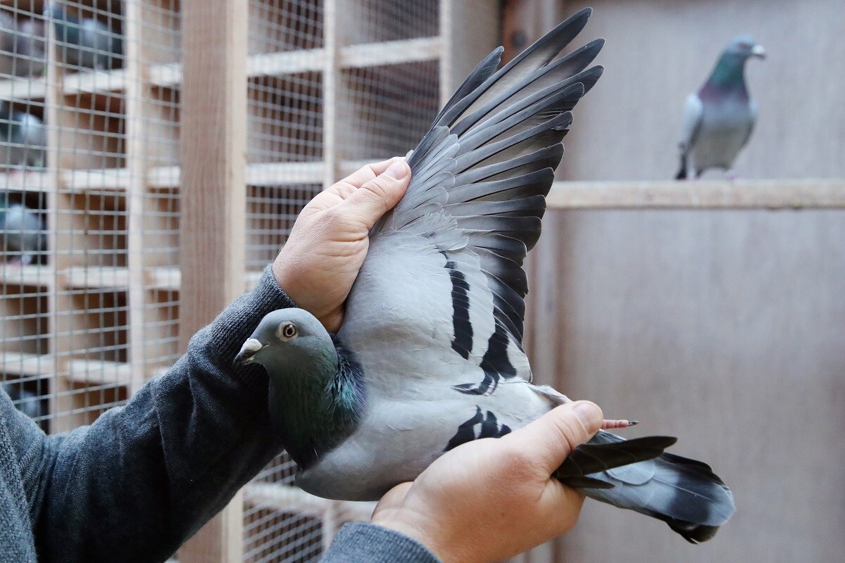 Pigeons Taking Over Your Balcony? Try These Simple Yet Powerful Tricks ...