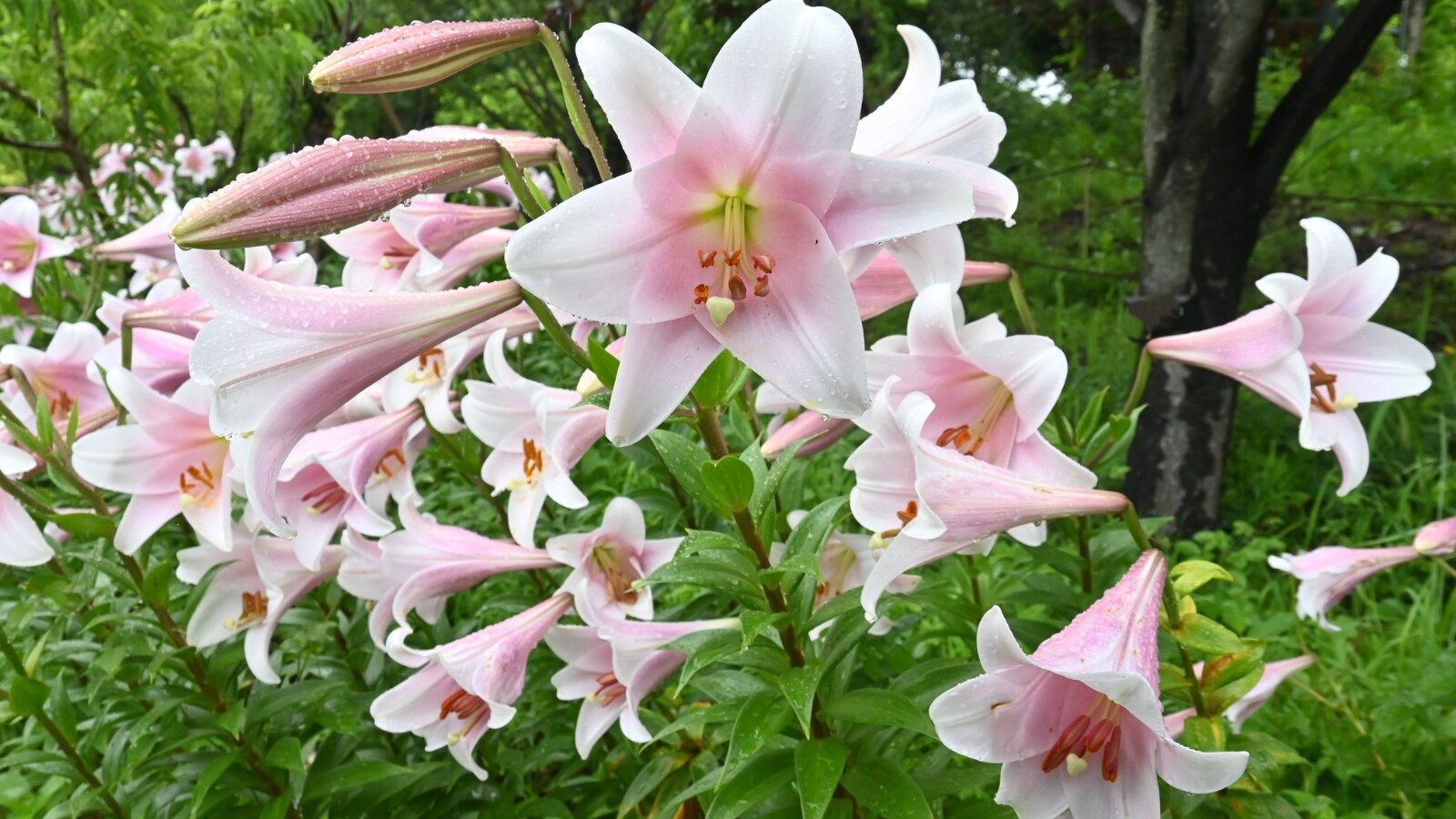 Love Gardening? These 7 Gorgeous Five-Petal Flowers Grow Easily In ...