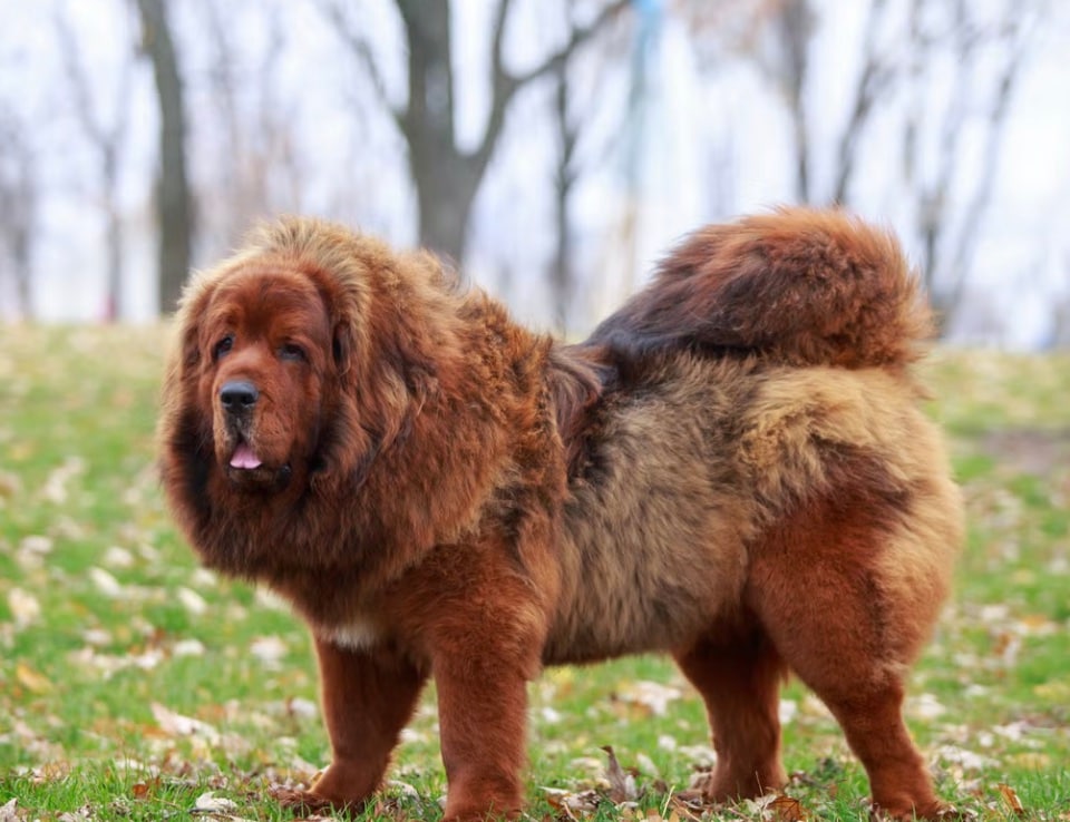 Top 10 Most Expensive Animals In The World