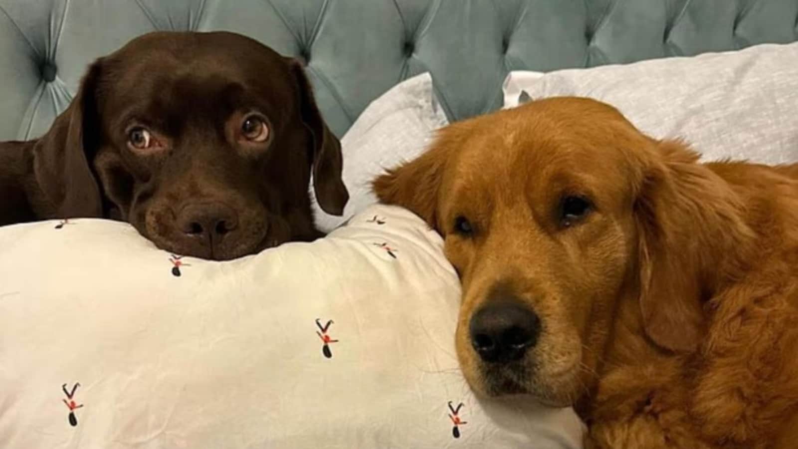 When Conflict Strikes, Do Pets Pay The Price? Meet The Unseen Victims ...
