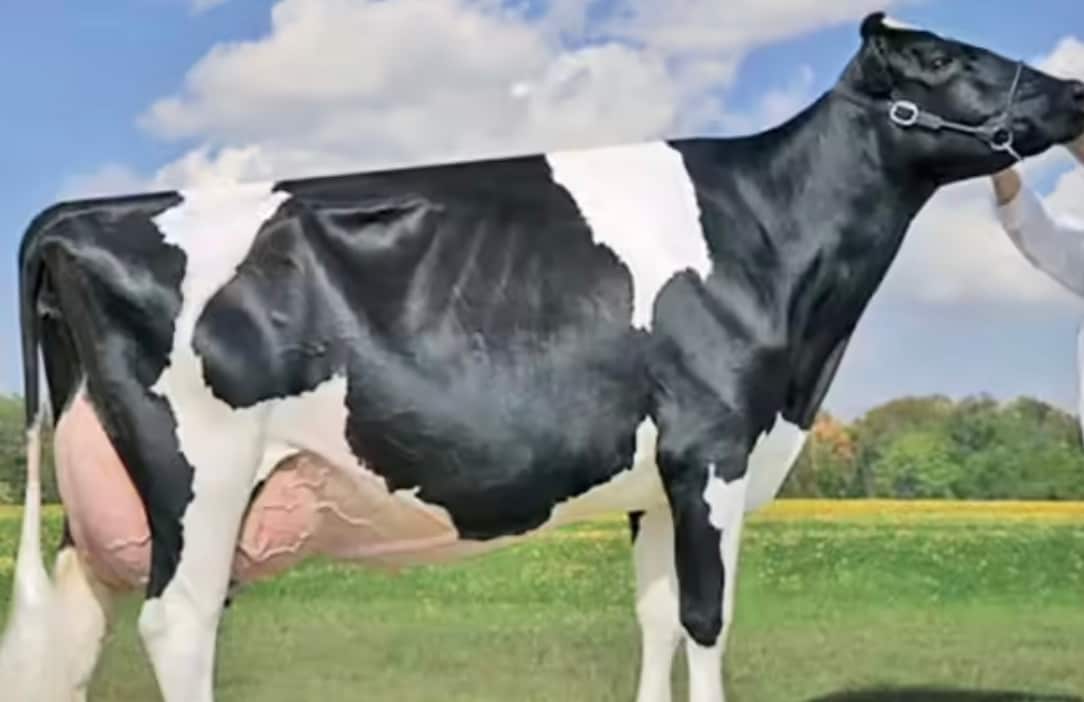 Top 10 Most Expensive Animals In The World