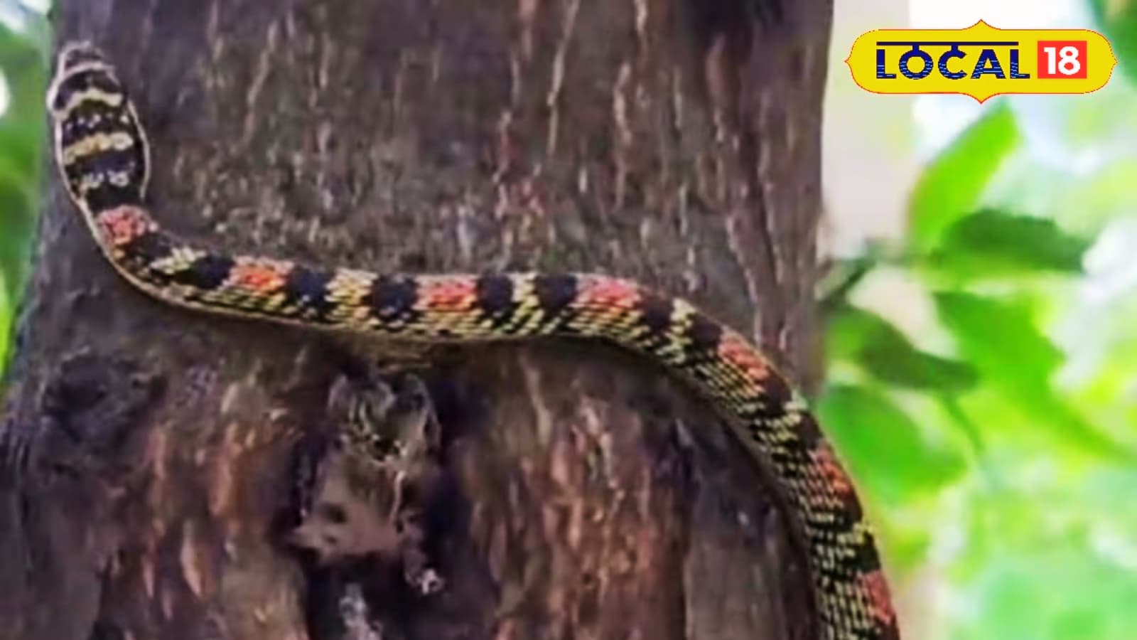 Takshak Cobra: The Truth About The 'Flying Snake' In Bihar's Valmiki ...