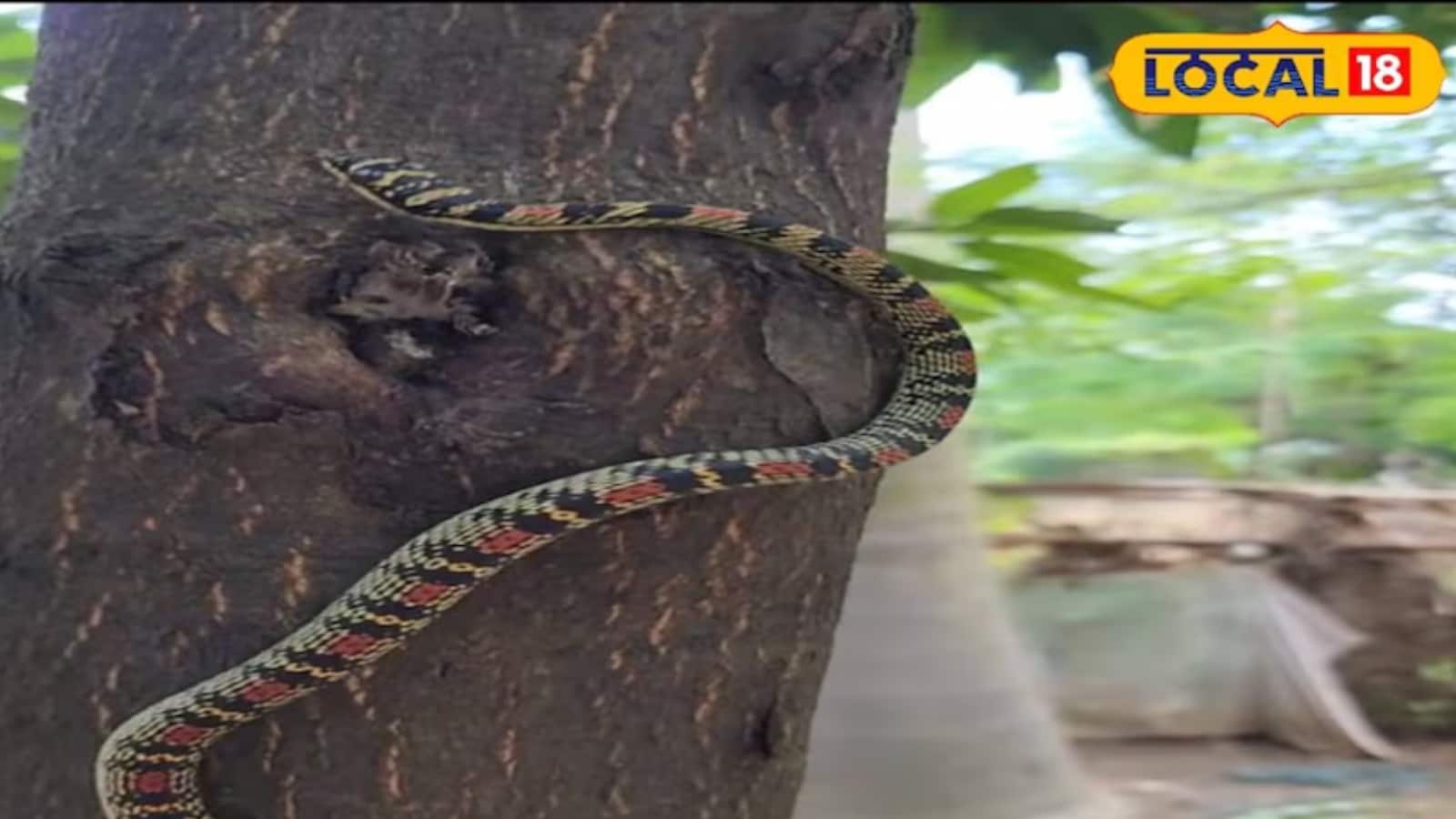 Takshak Cobra: The Truth About The 'Flying Snake' In Bihar's Valmiki ...