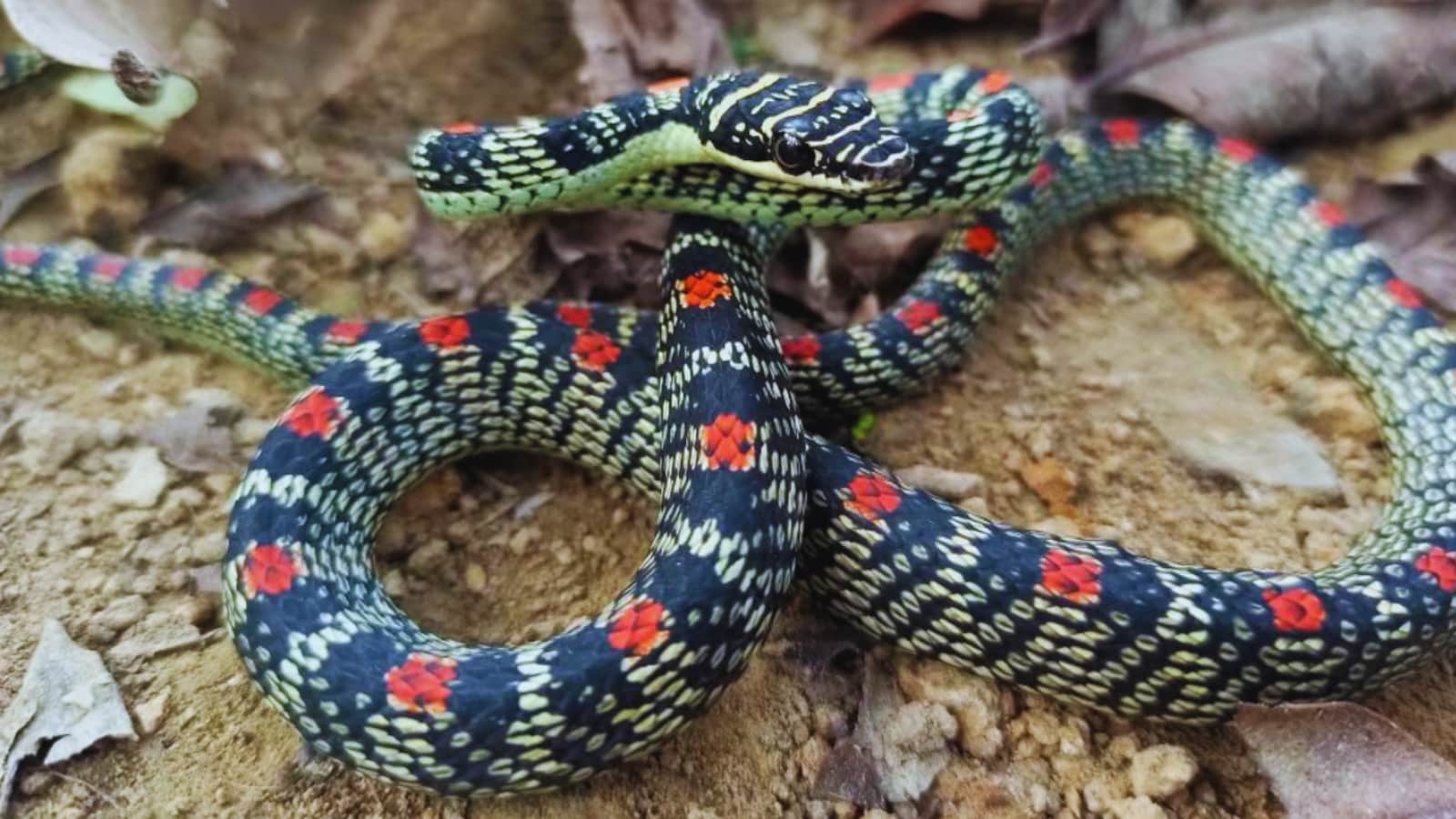 Takshak Cobra: The Truth About The 'Flying Snake' In Bihar's Valmiki ...