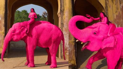‘Deeply Upsetting’: Foreign Artist Faces Outrage For Painting Elephant ...