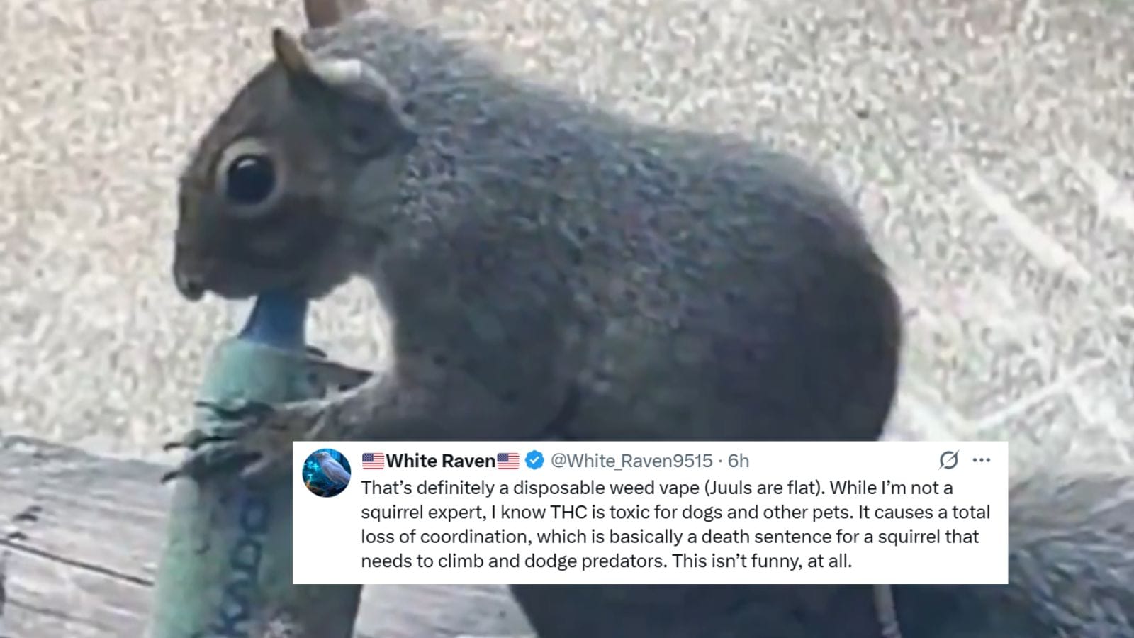 'Absolutely Nuts!' Viral Video Of Squirrel ‘Vaping’ Sparks Outrage On ...
